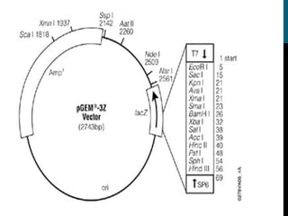 P gem3 z example of puc vector | PPTX