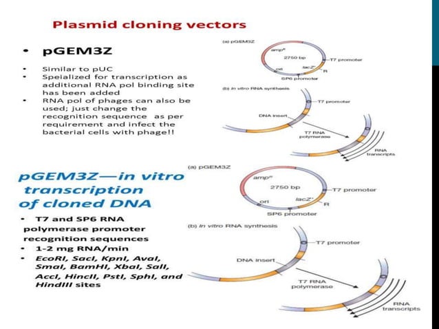 P gem3 z example of puc vector | PPTX