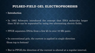 Pulse Field Gel Electrophoresis (PFGE) | PPTX