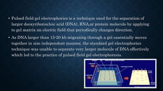 Pulse Field Gel Electrophoresis (PFGE) | PPTX
