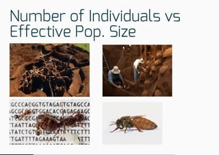 Effective population size in insects | PPT