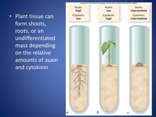 PLANT GROWTH HORMONE | PPTX