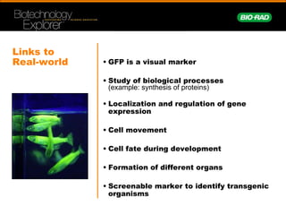 pGLO Tutorial - English | PPT | Genetics | Science