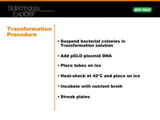 pGLO Tutorial - English | PPT | Genetics | Science