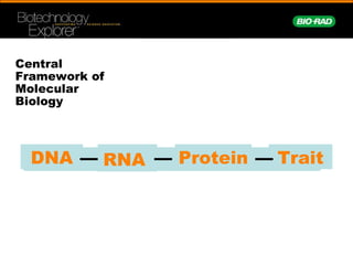 pGLO Tutorial - English | PPT | Genetics | Science