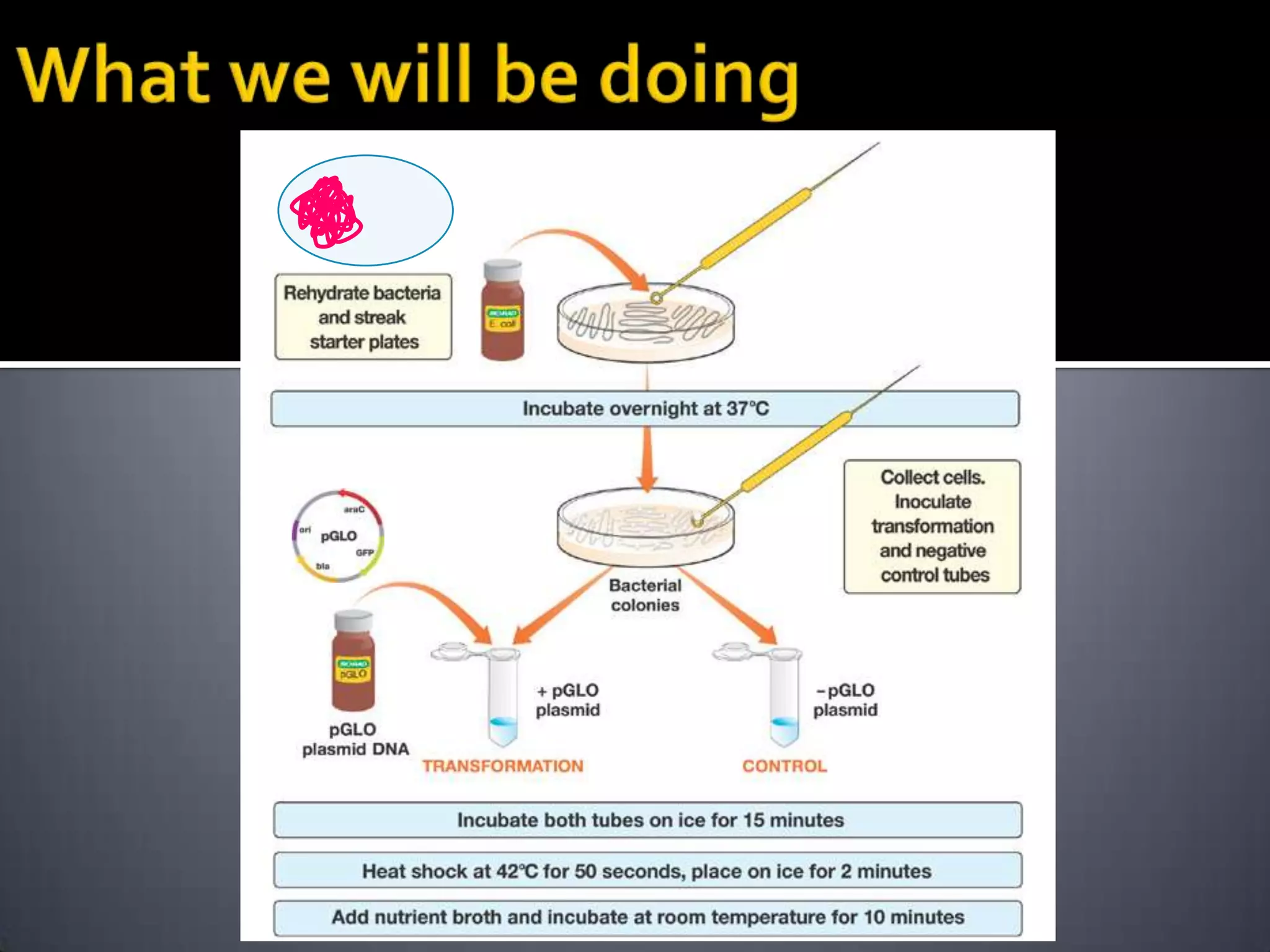 P glo presentation | PPTX