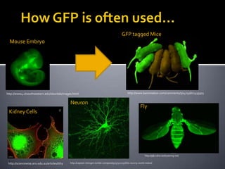 P glo presentation | PPTX