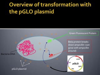 P glo presentation | PPTX | Biotech and Biomedical Industry | Industries