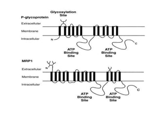 P- glycoproteins | PPTX