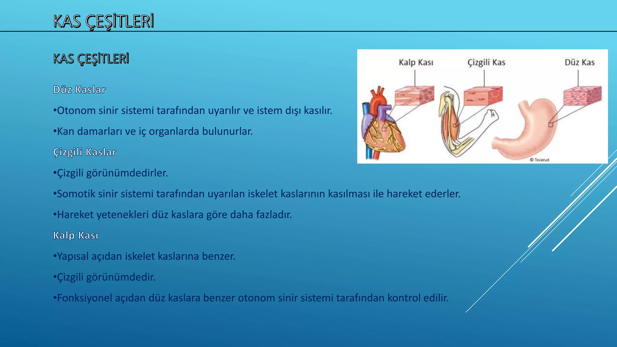 Pgm kas anatomisi | PPT