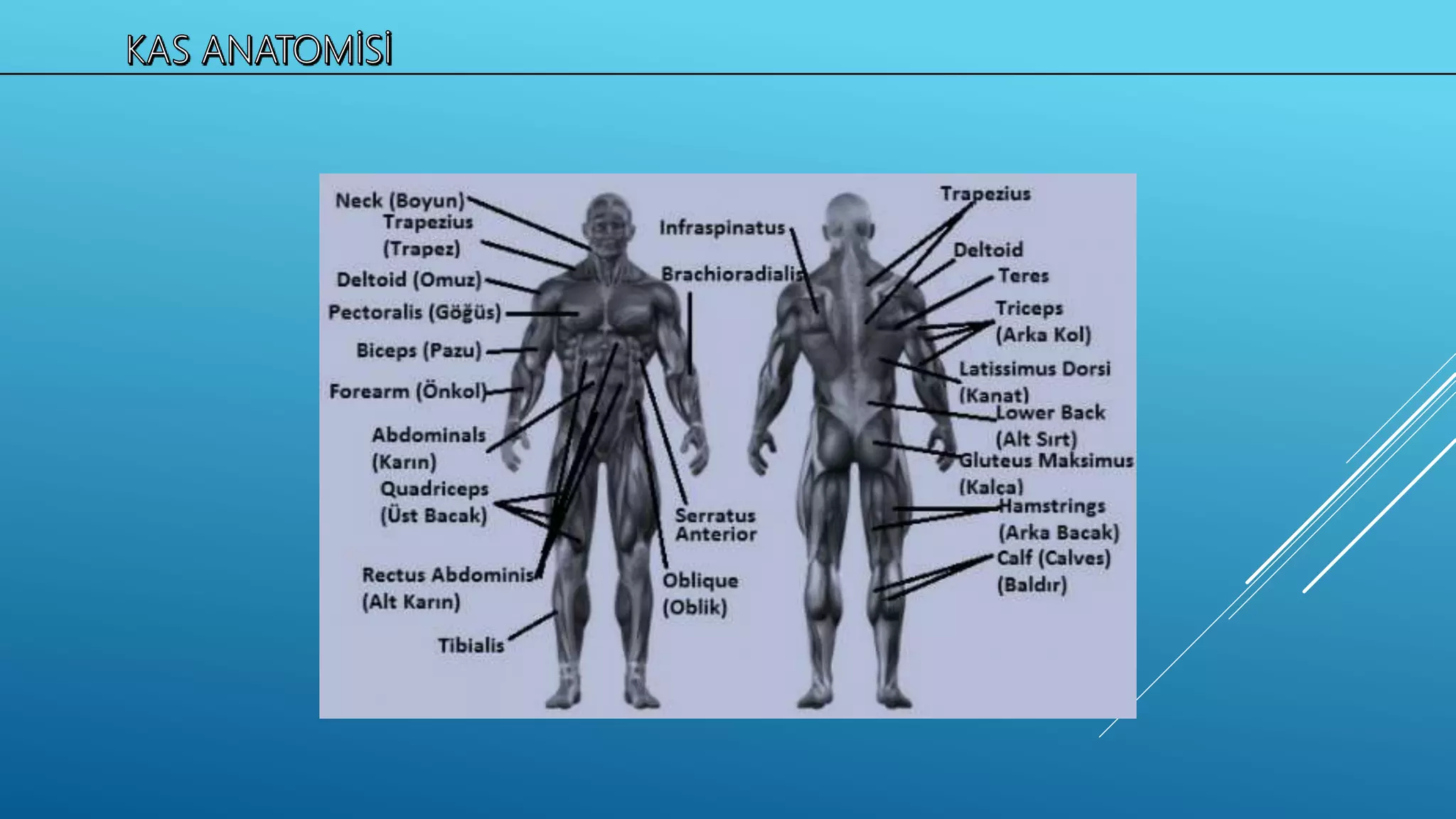 Pgm kas anatomisi | PPTX