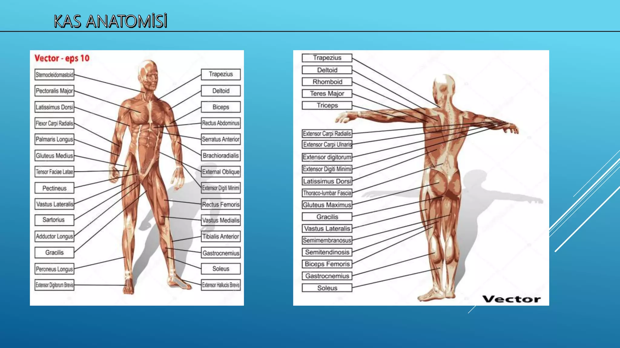 Pgm kas anatomisi | PPTX