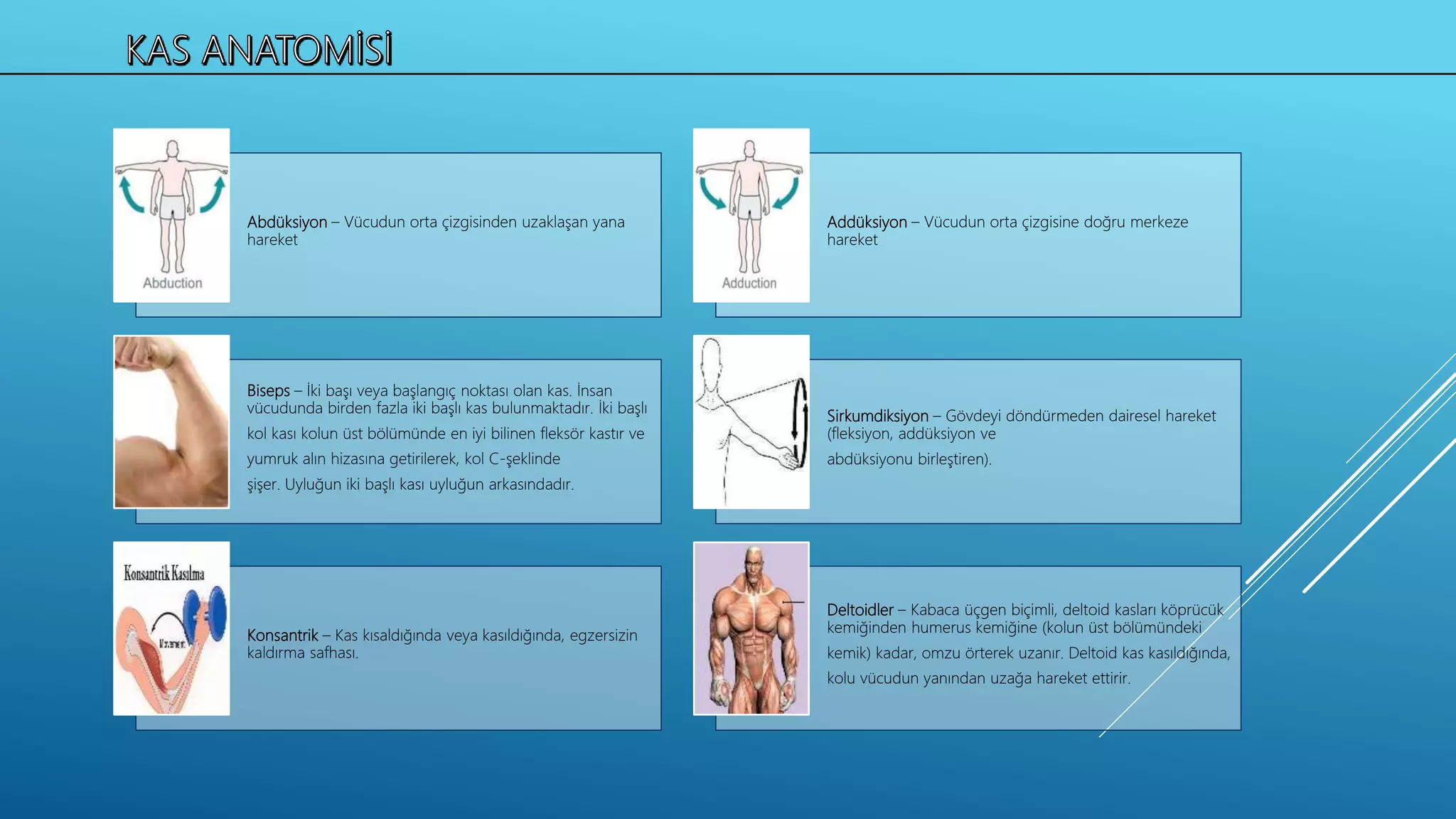 Pgm kas anatomisi | PPT