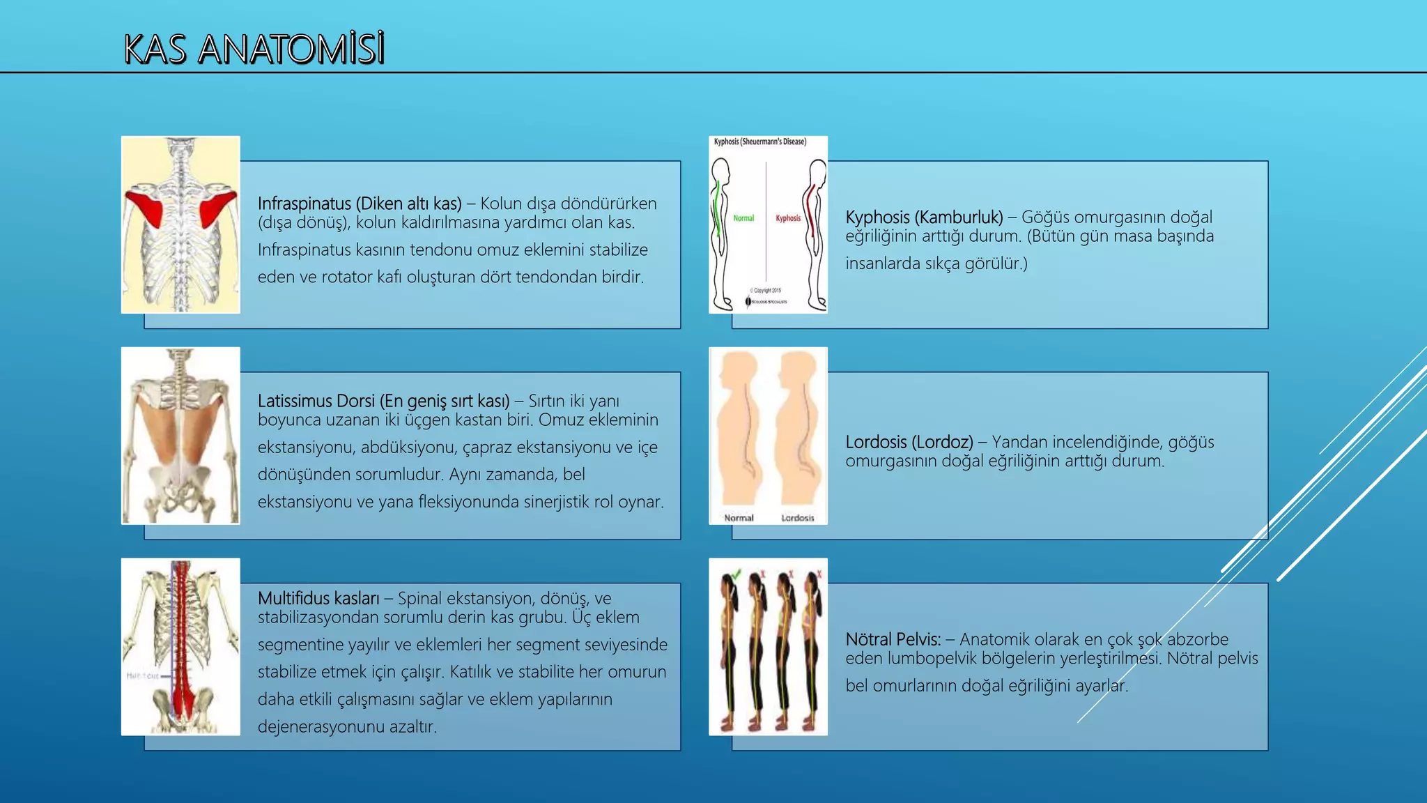 Pgm kas anatomisi | PPT