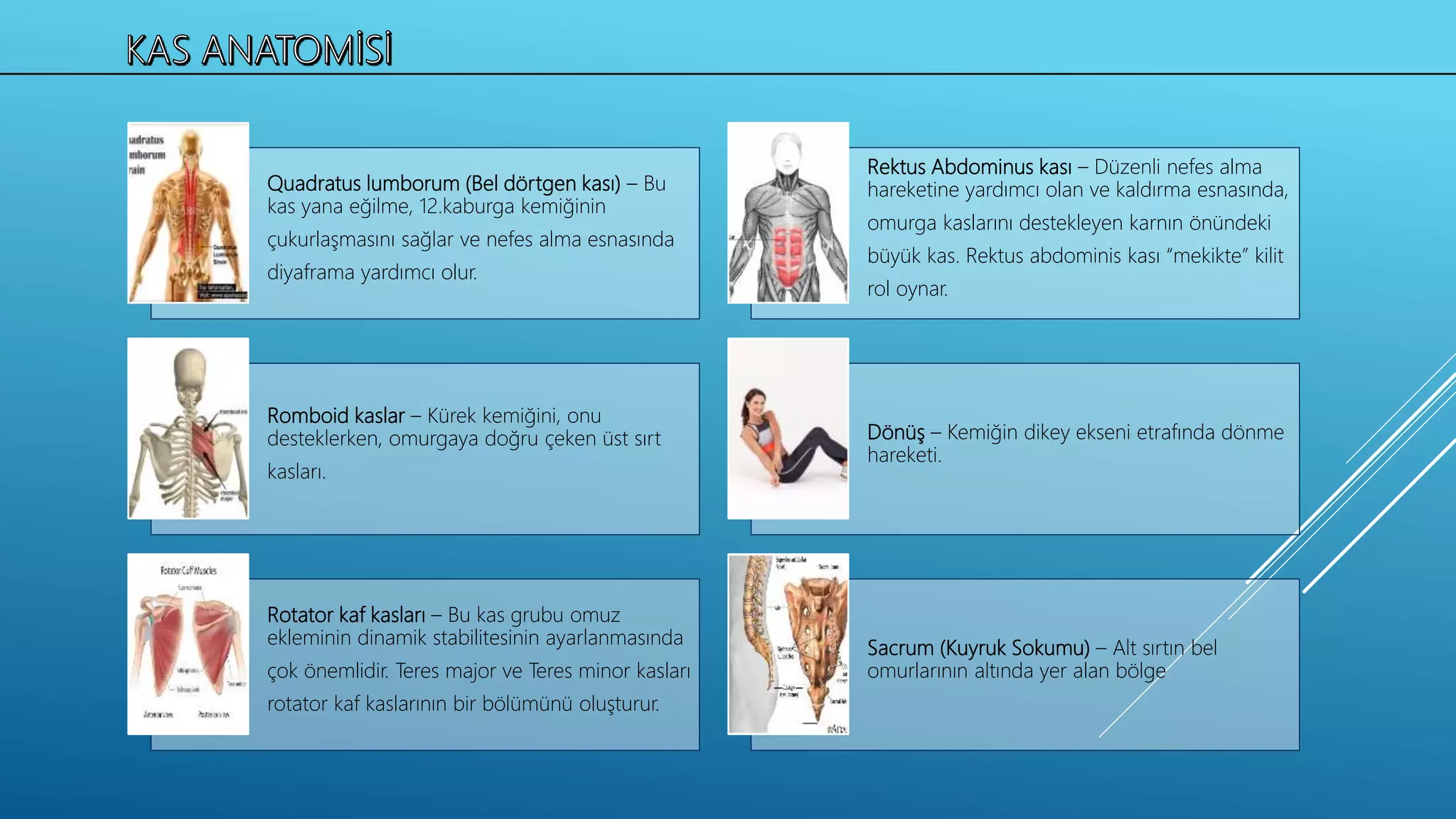 Pgm kas anatomisi | PPT