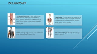 Pgm kas anatomisi | PPTX