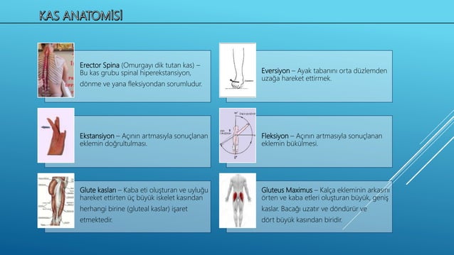 Pgm kas anatomisi | PPT