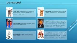 Pgm kas anatomisi | PPTX