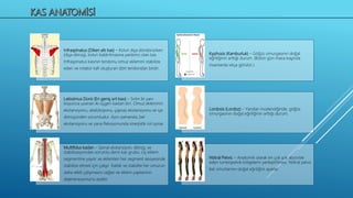Pgm kas anatomisi | PPTX