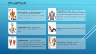 Pgm kas anatomisi | PPTX
