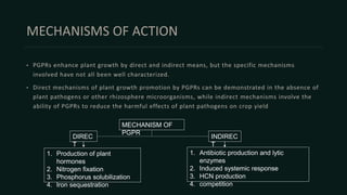 PGPR plant growth promoting rhizobium in soil | PPT