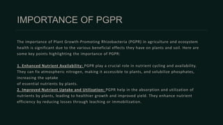 PGPR plant growth promoting rhizobium in soil | PPT