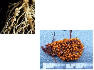 PGPR (Plant Growth Promoting Rhizobacteria).pdf