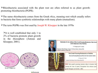 Plant Growth Promoting Rhizobacteria presentation by Yenkokpam Supriya ...
