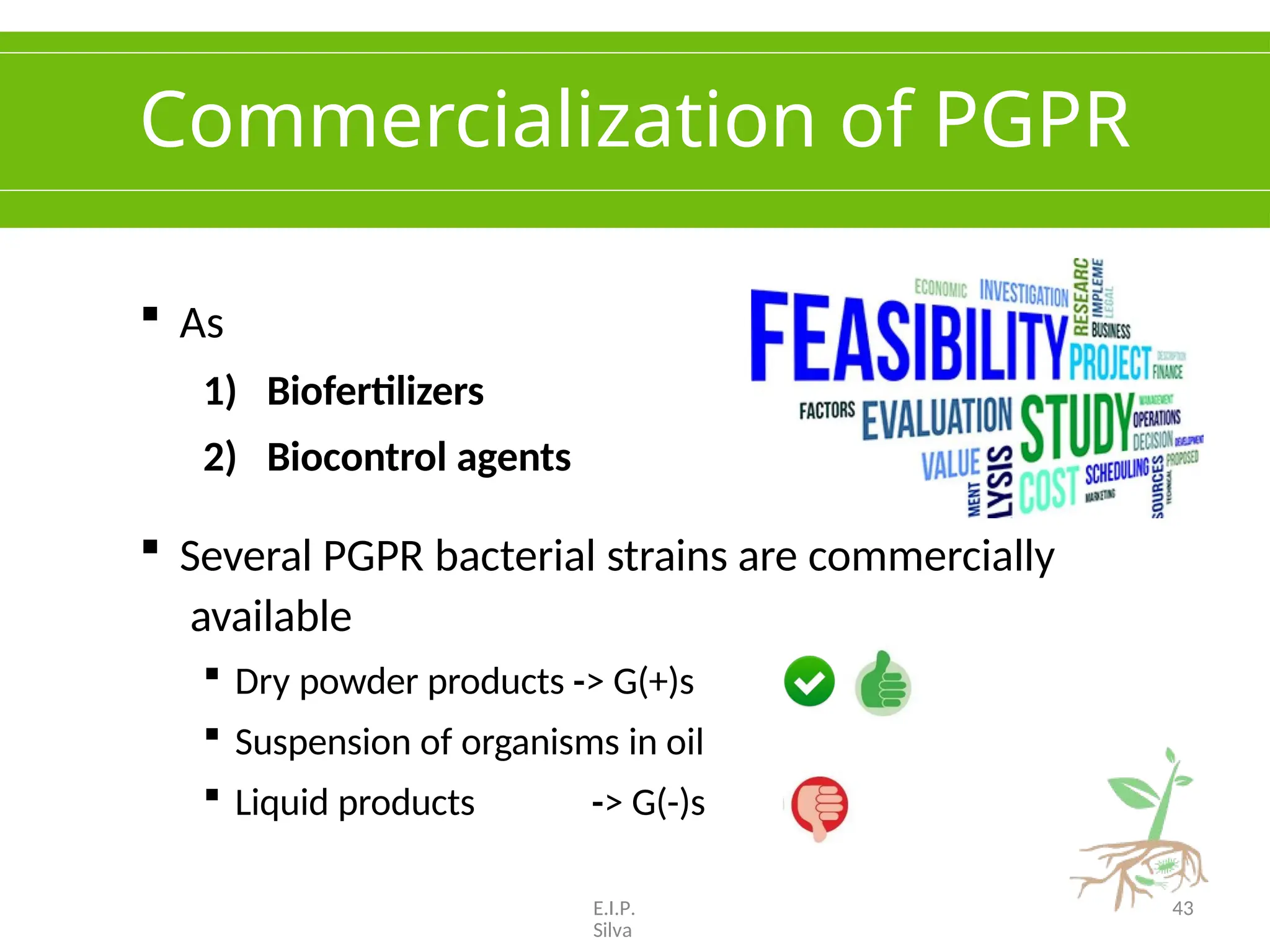 pgpr plant growth promoting hormone.pptx