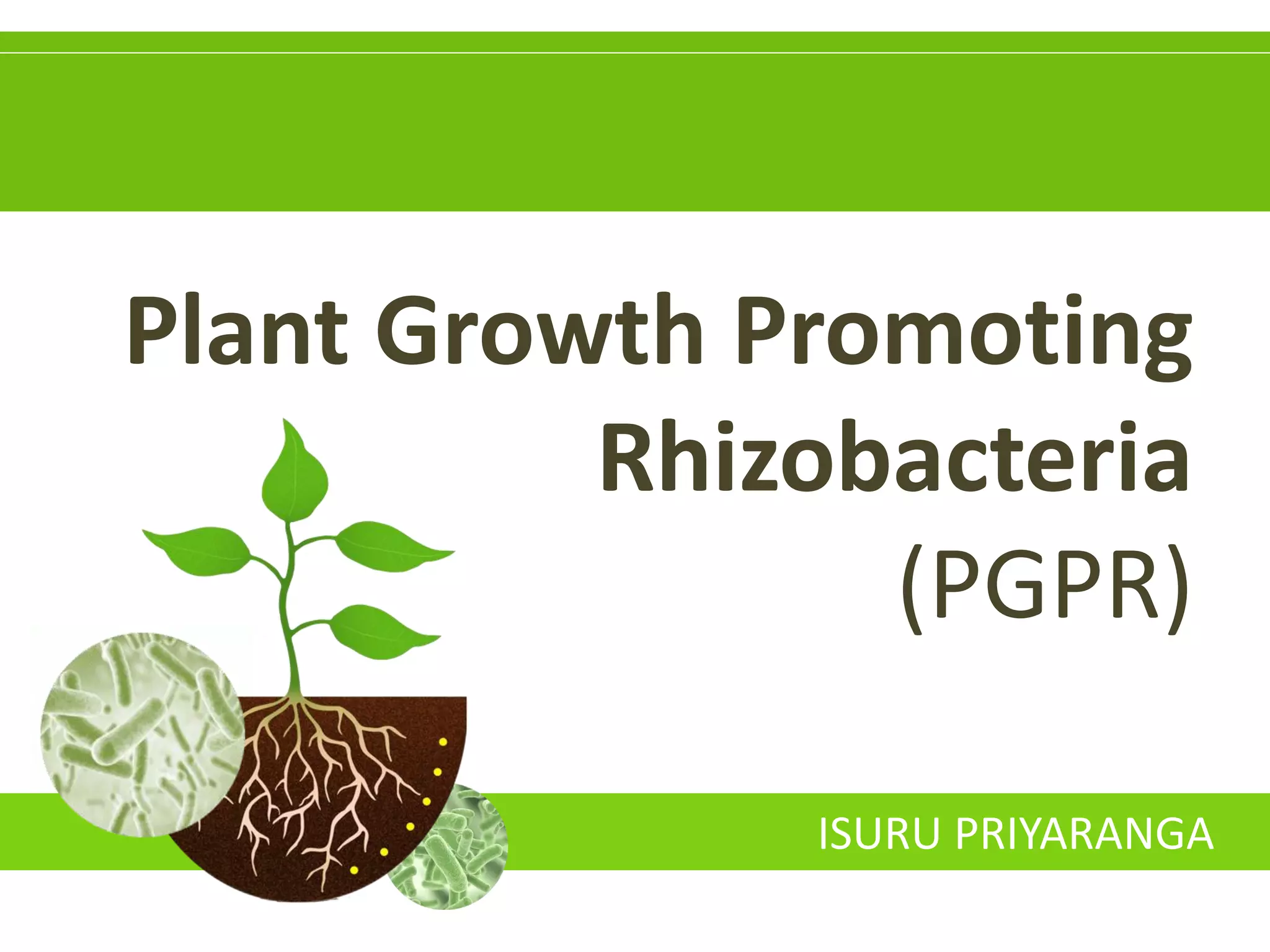 PGPR - Plant Growth Promoting Rhizobacteria | PDF