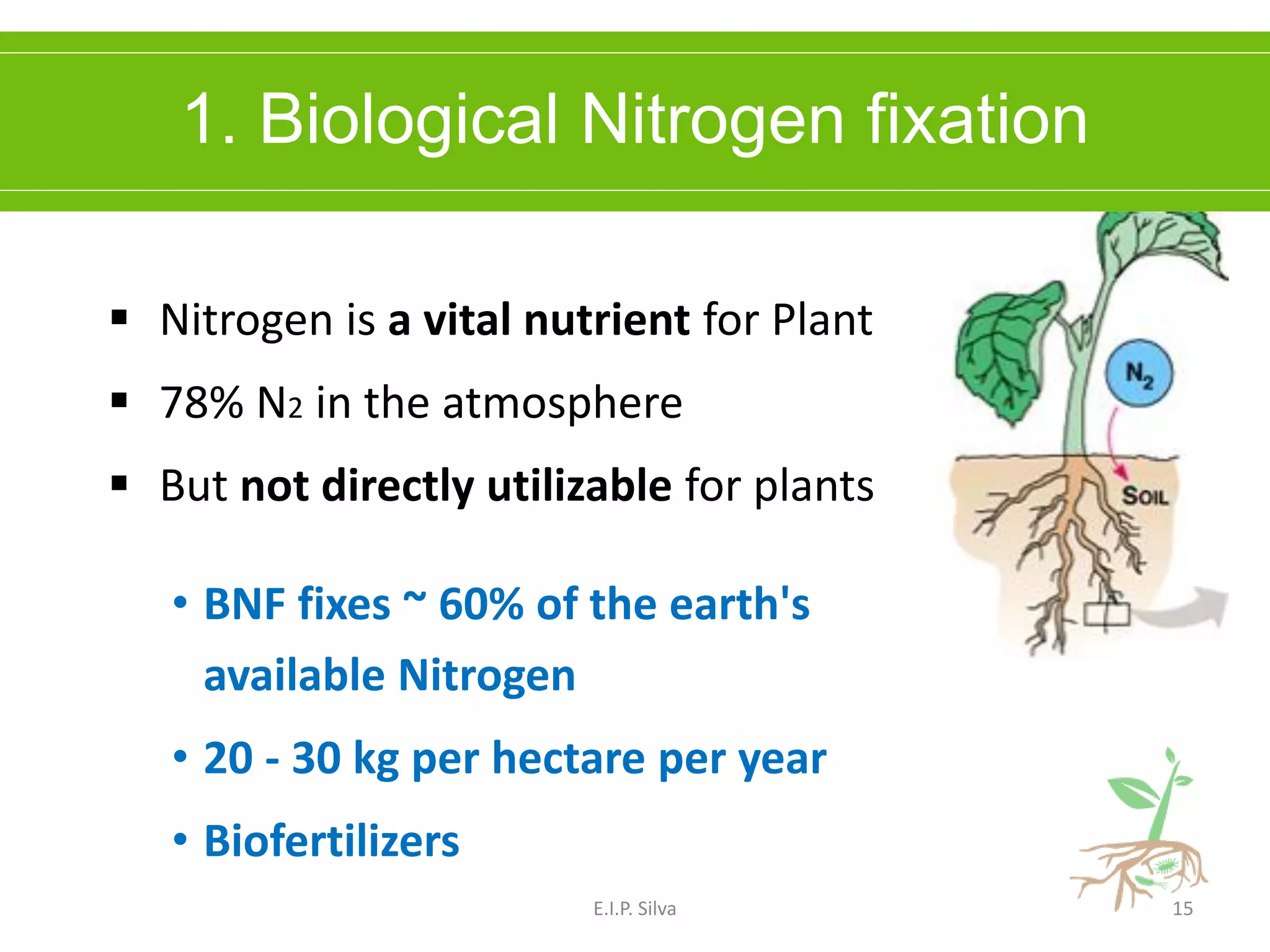 PGPR - Plant Growth Promoting Rhizobacteria | PDF