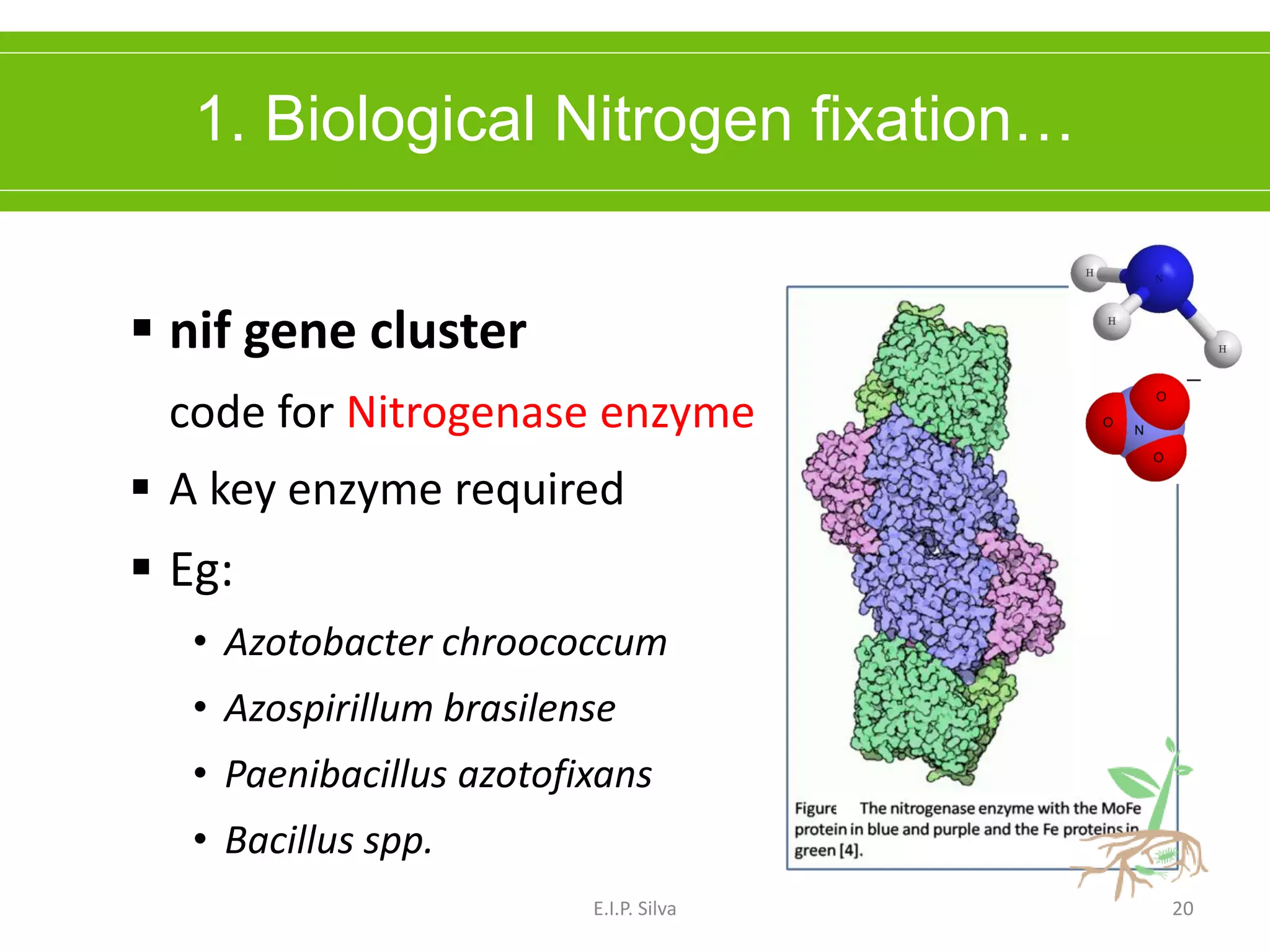 PGPR - Plant Growth Promoting Rhizobacteria | PDF