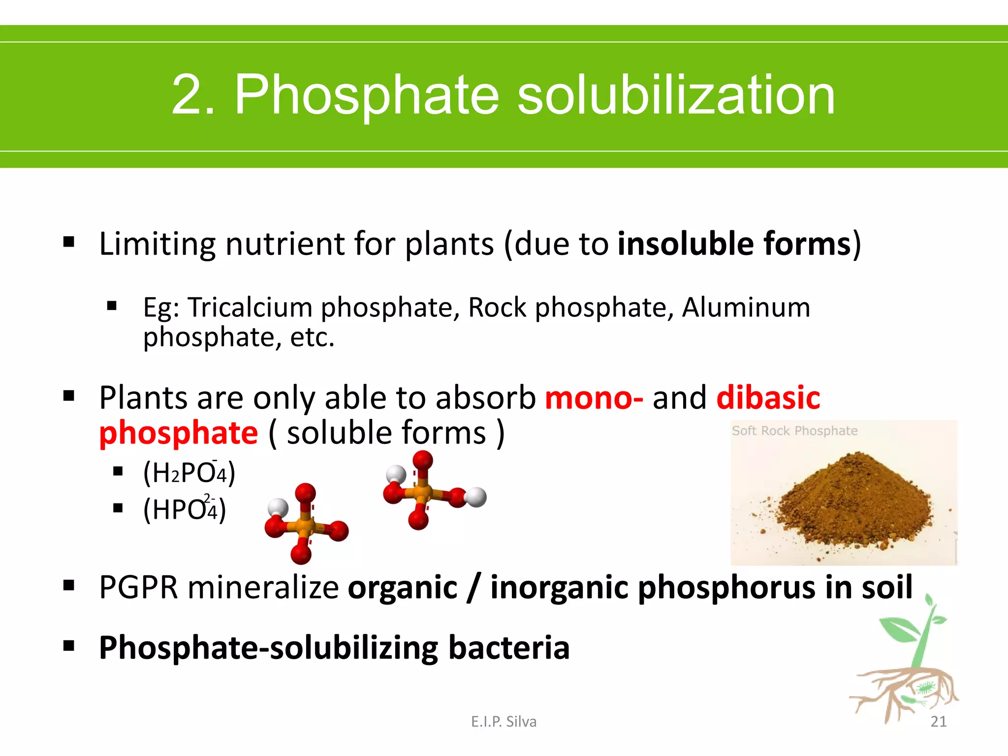 PGPR - Plant Growth Promoting Rhizobacteria | PDF