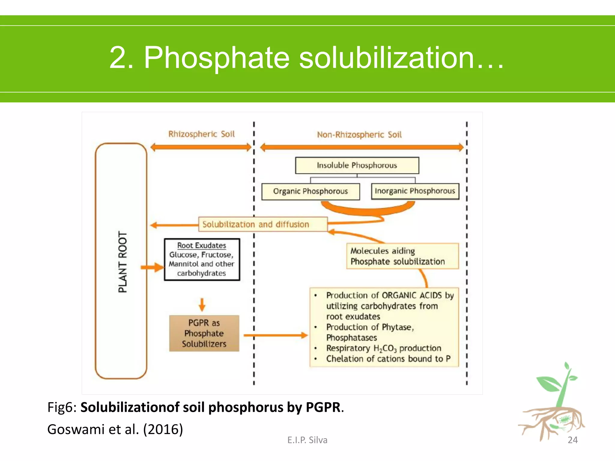 PGPR - Plant Growth Promoting Rhizobacteria | PDF