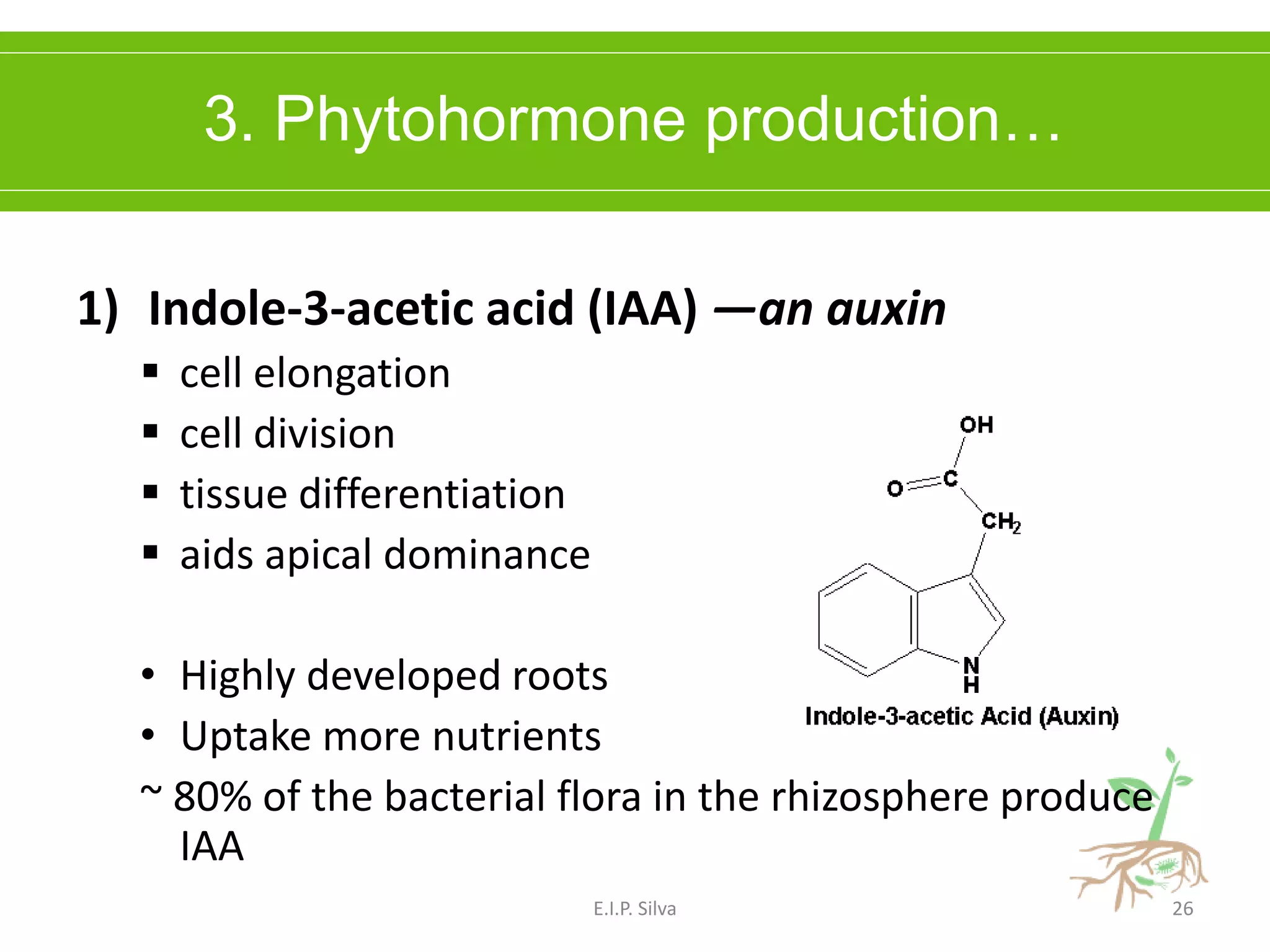 PGPR - Plant Growth Promoting Rhizobacteria | PDF