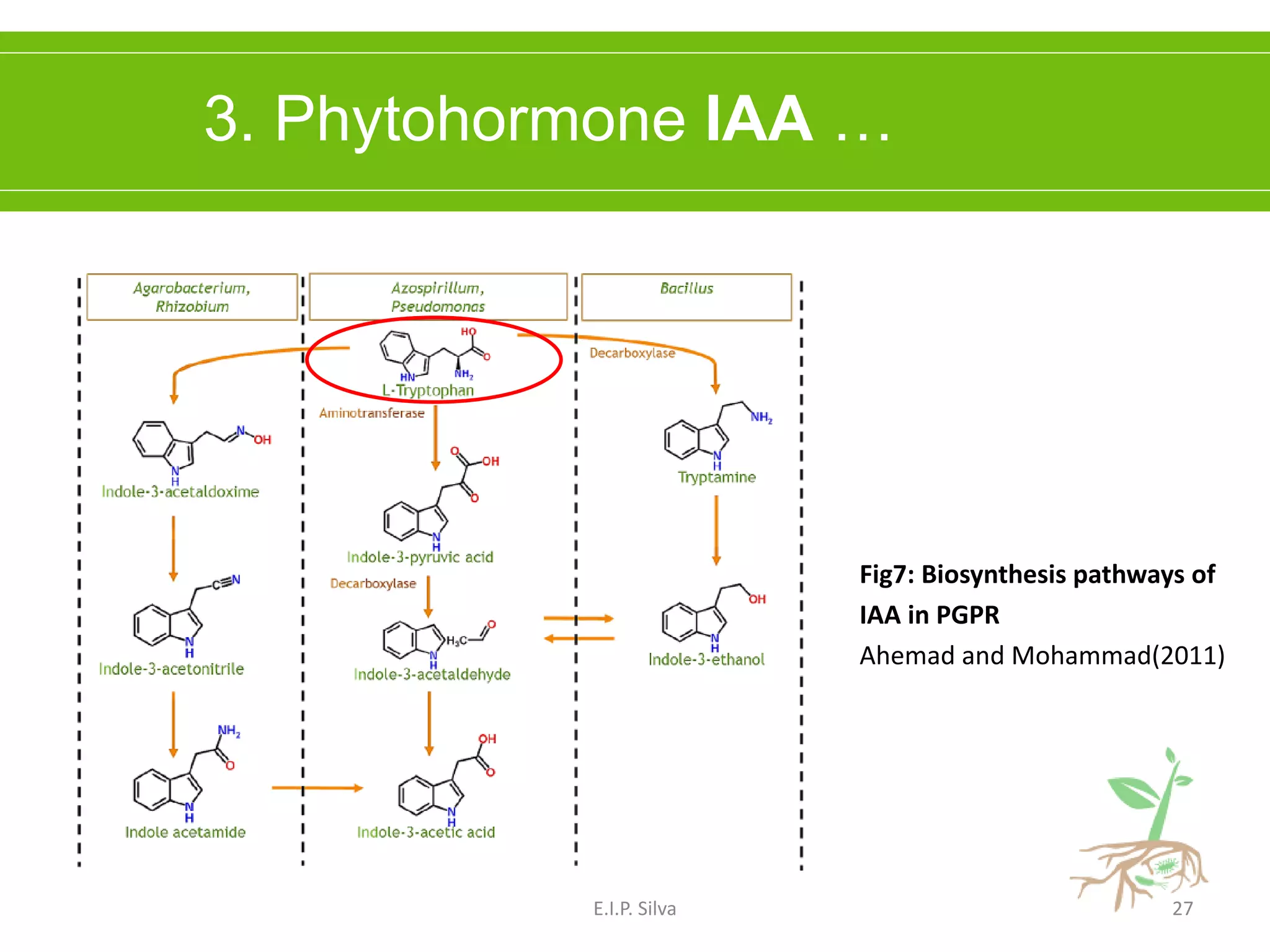 PGPR - Plant Growth Promoting Rhizobacteria | PDF
