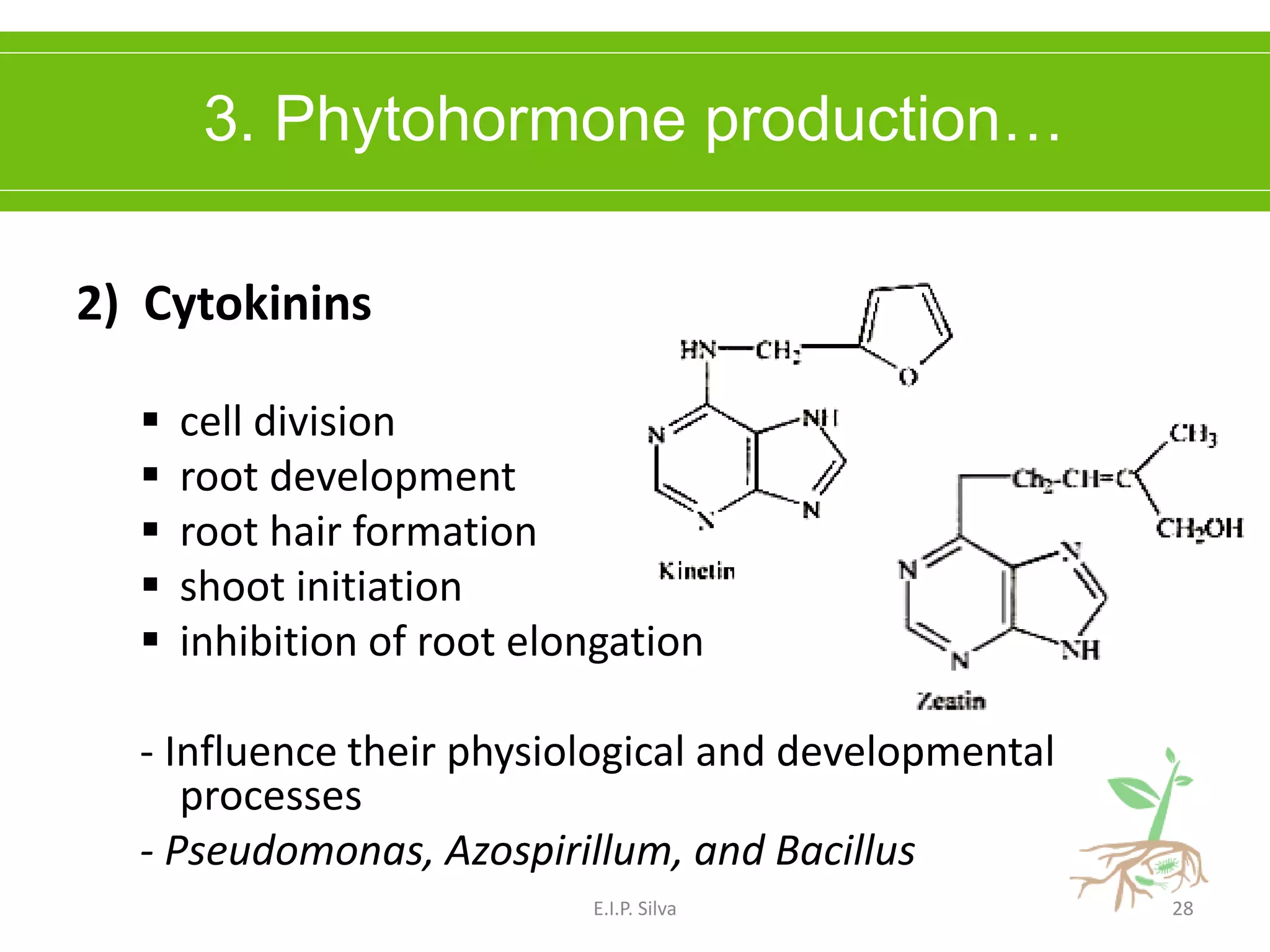 PGPR - Plant Growth Promoting Rhizobacteria | PDF
