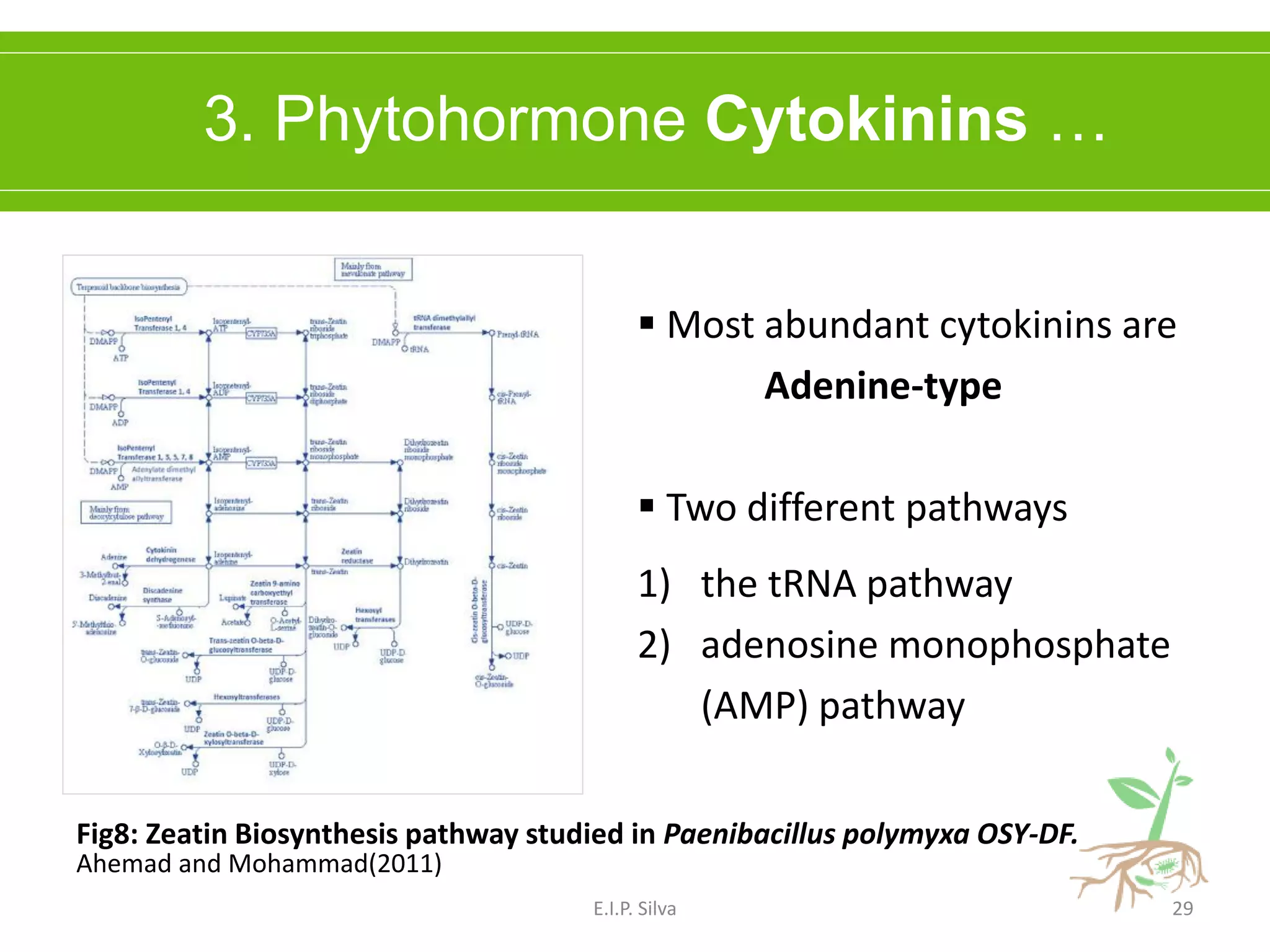 PGPR - Plant Growth Promoting Rhizobacteria | PDF
