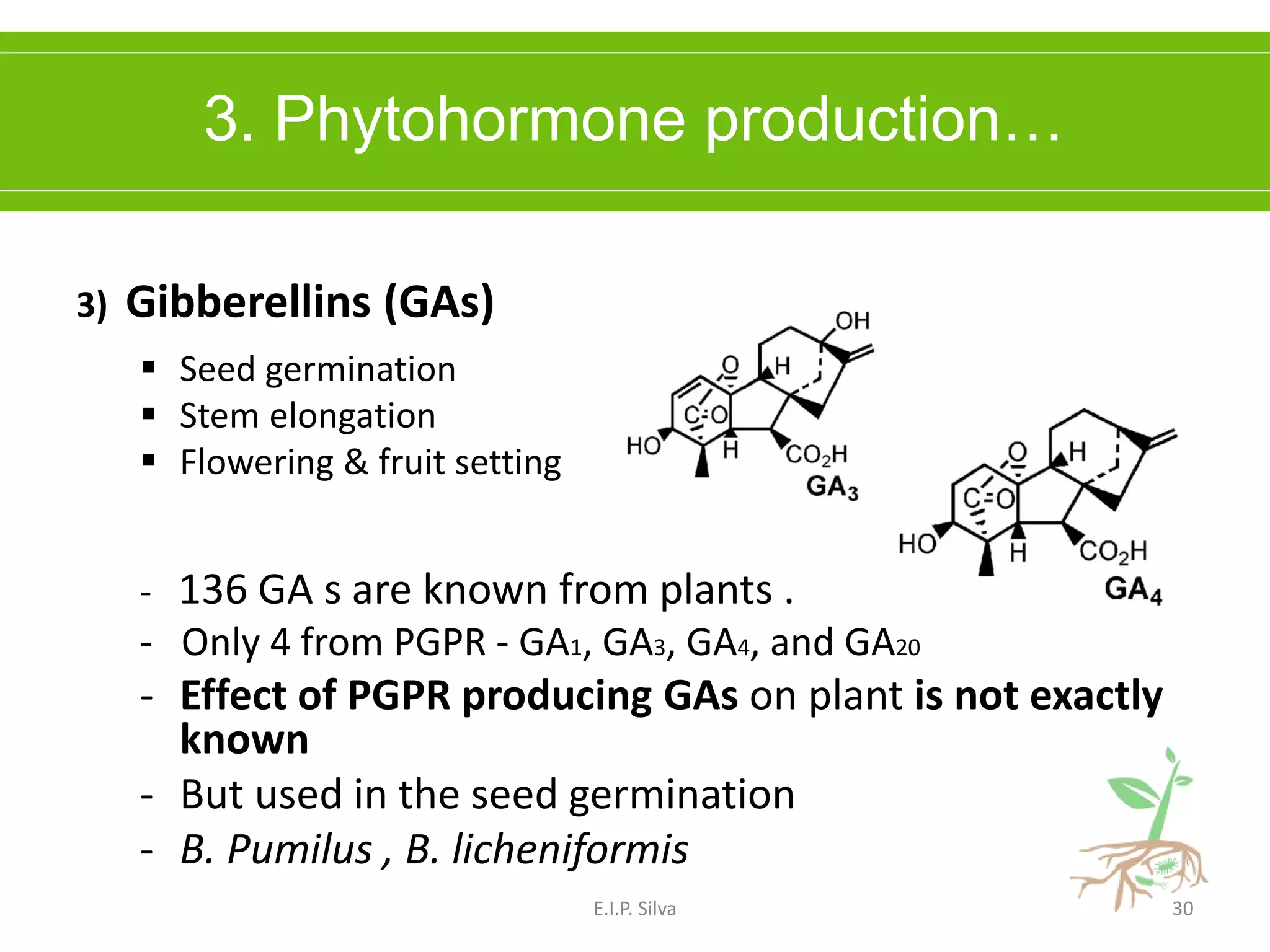 PGPR - Plant Growth Promoting Rhizobacteria | PDF