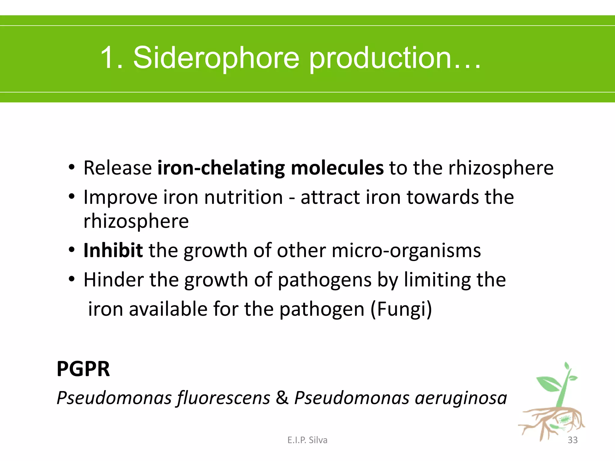 PGPR - Plant Growth Promoting Rhizobacteria | PDF
