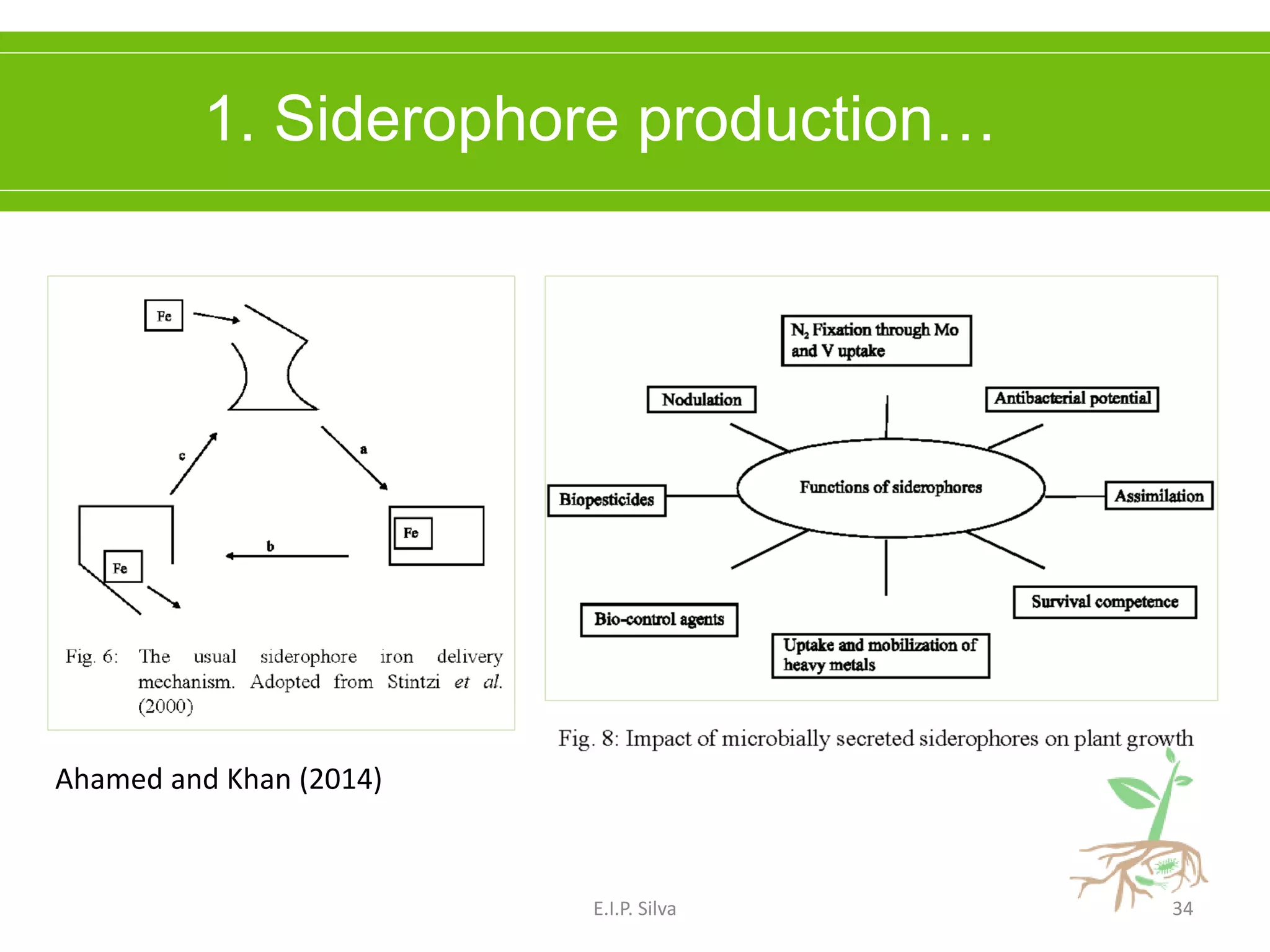 PGPR - Plant Growth Promoting Rhizobacteria | PDF