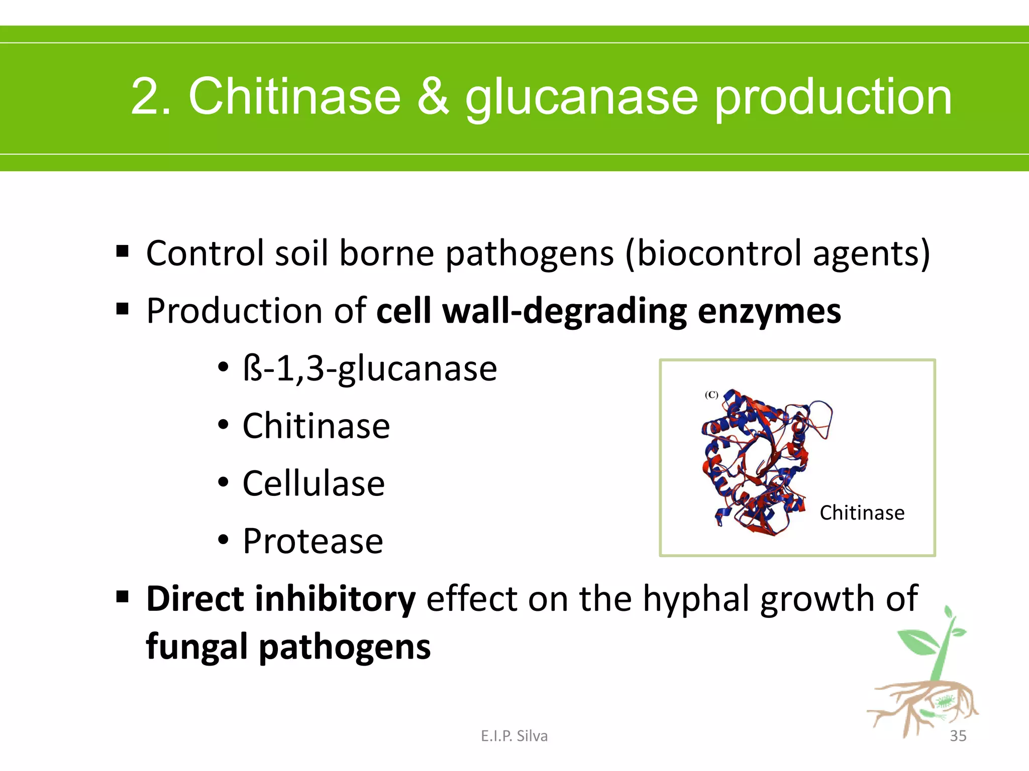 PGPR - Plant Growth Promoting Rhizobacteria | PDF