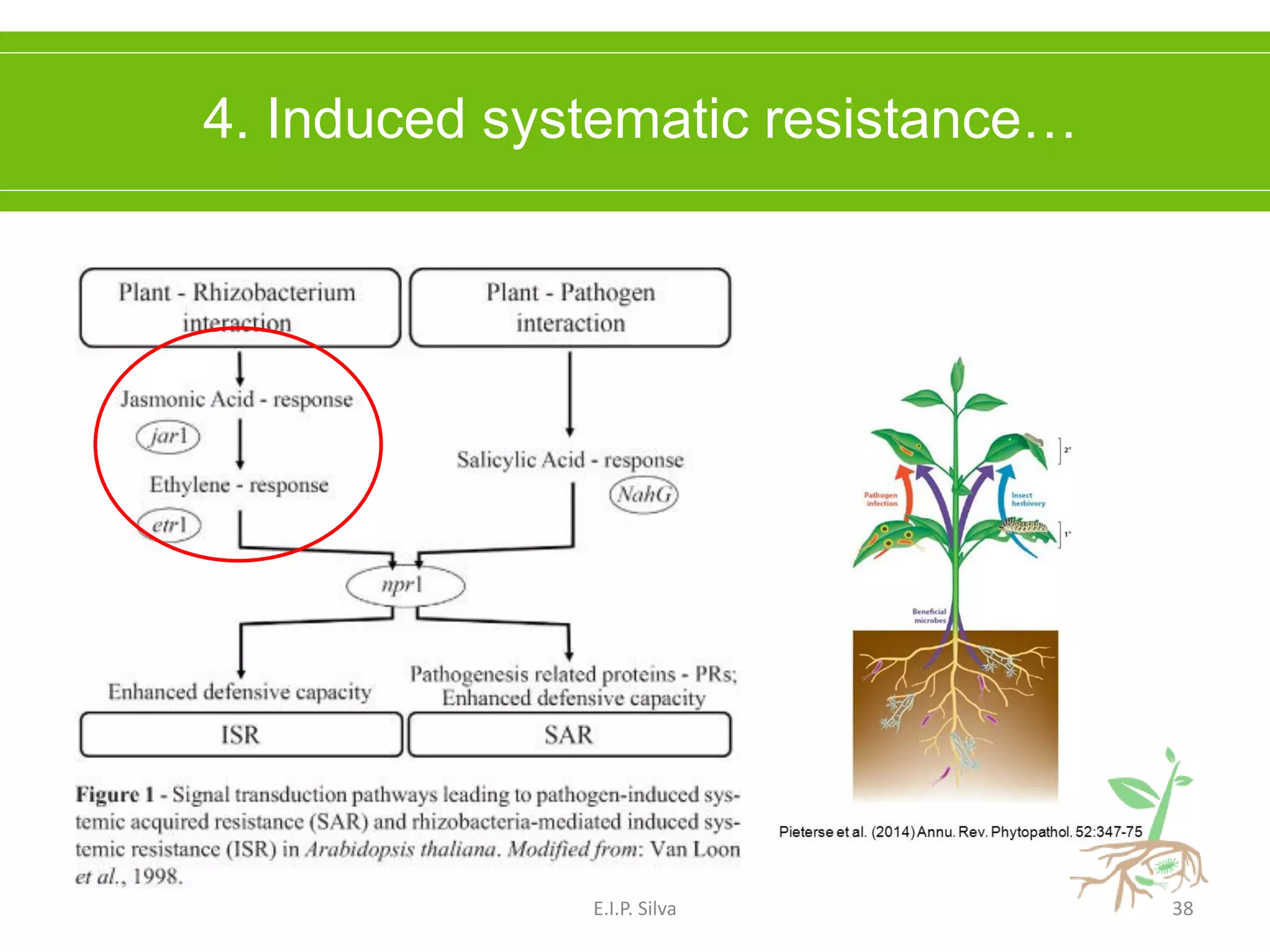PGPR - Plant Growth Promoting Rhizobacteria | PDF