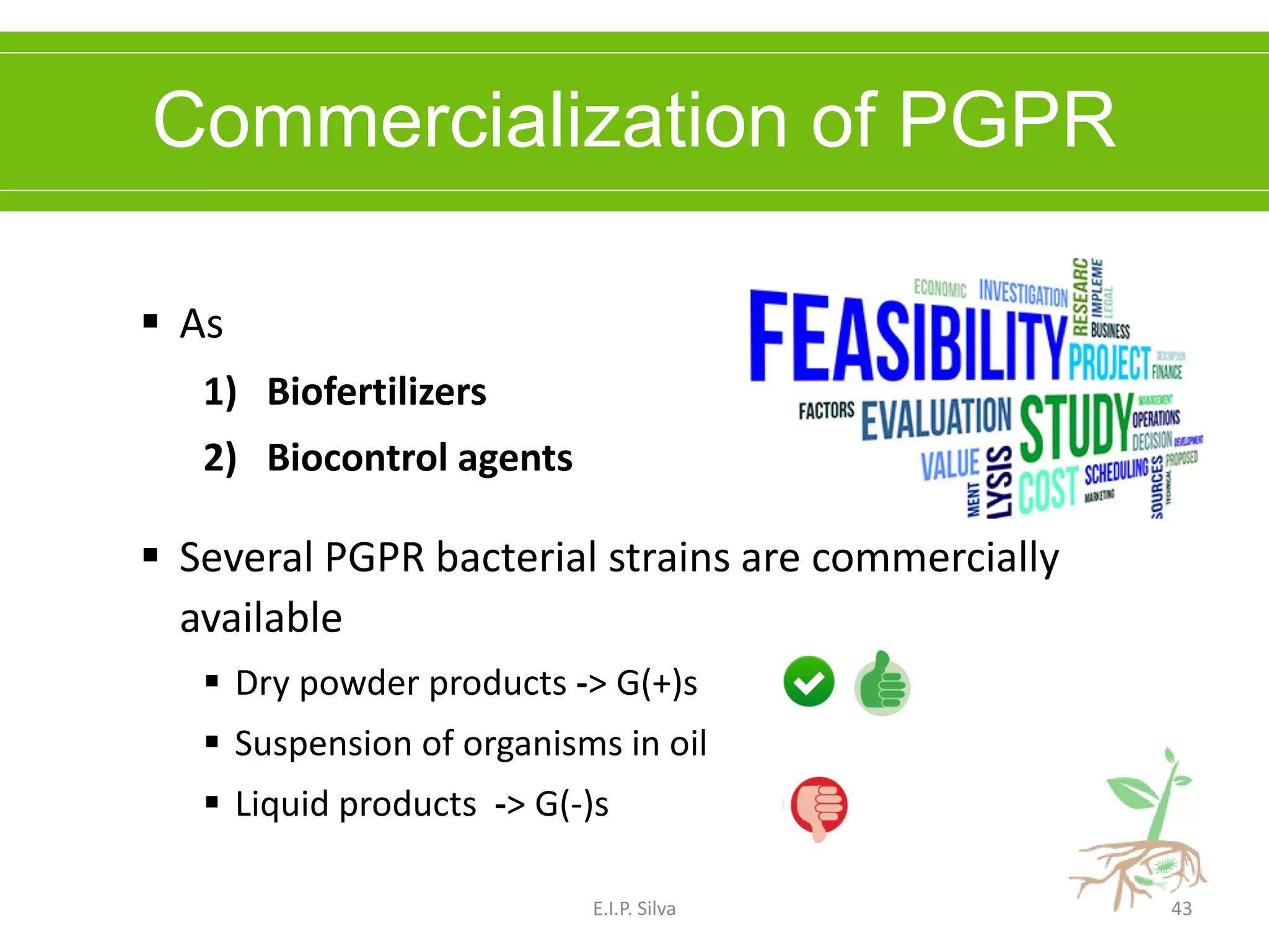 PGPR - Plant Growth Promoting Rhizobacteria | PDF
