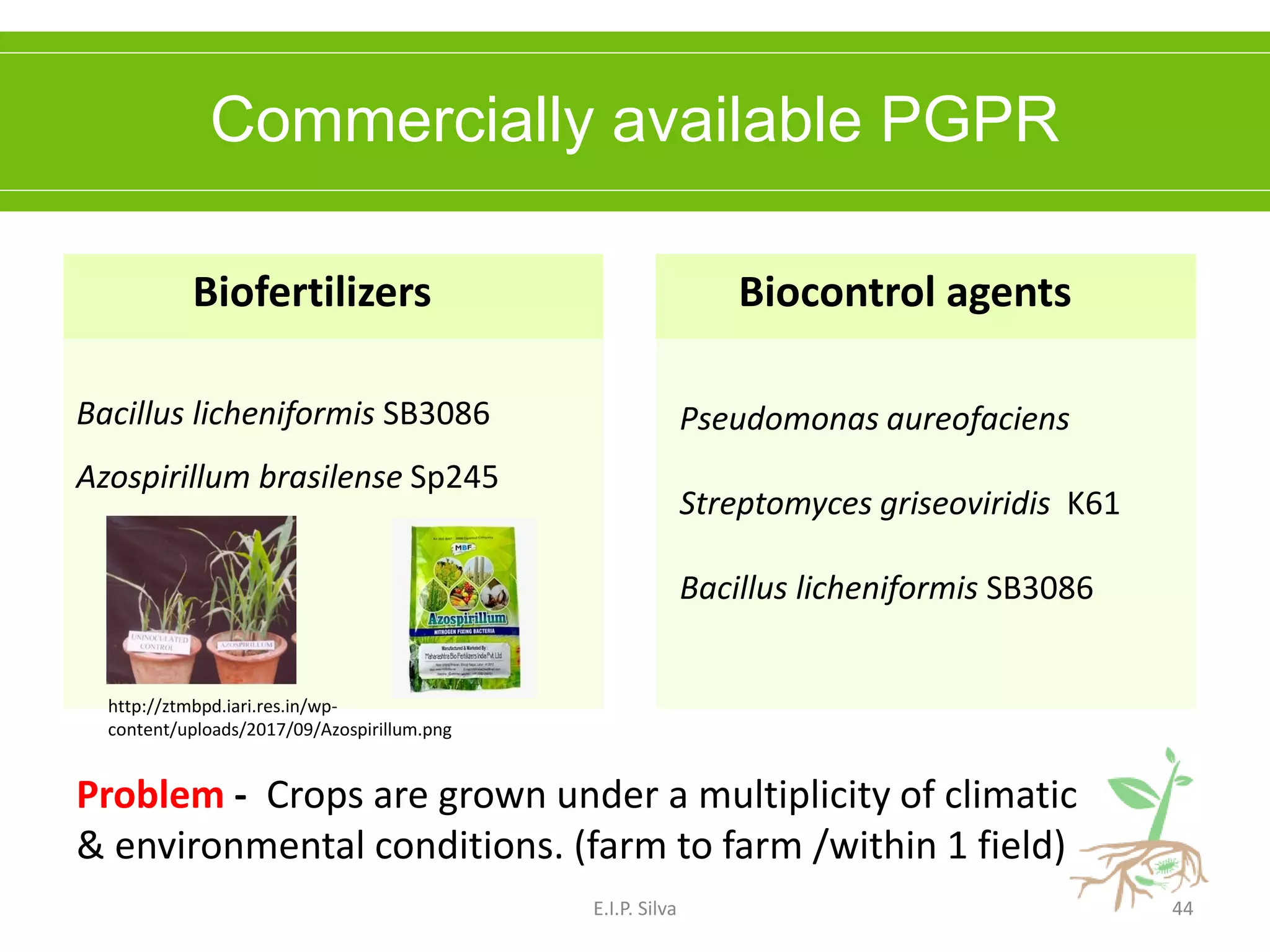 PGPR - Plant Growth Promoting Rhizobacteria | PDF