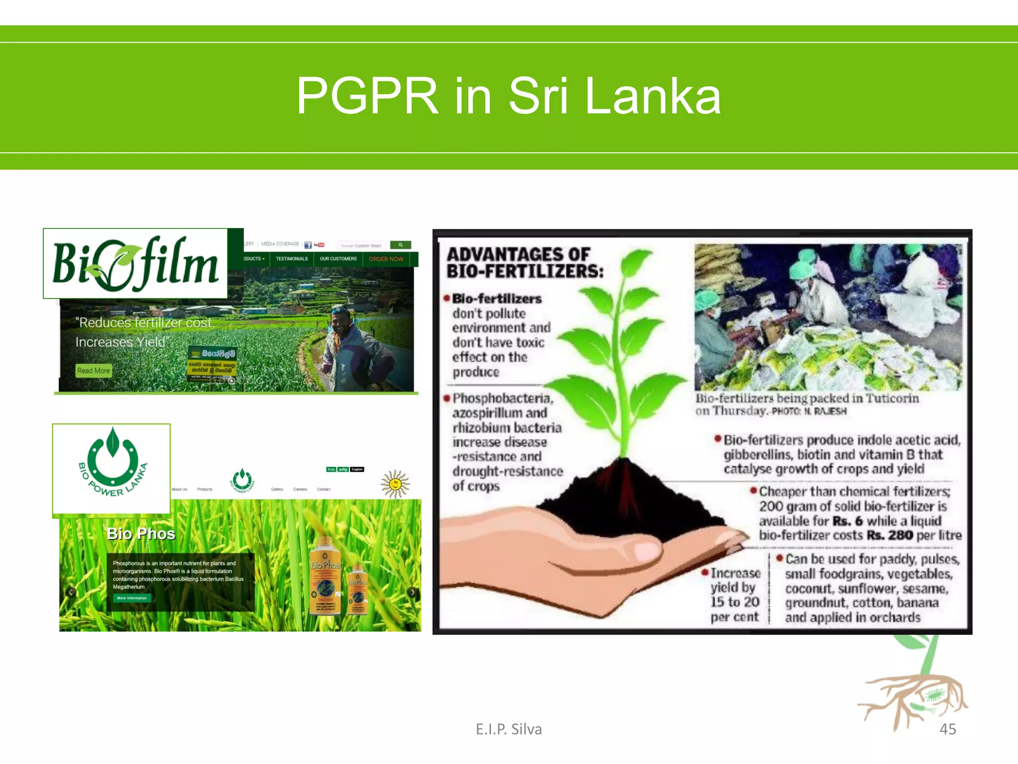 PGPR - Plant Growth Promoting Rhizobacteria | PDF