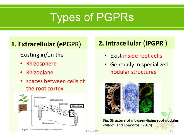 PGPR - Plant Growth Promoting Rhizobacteria | PDF