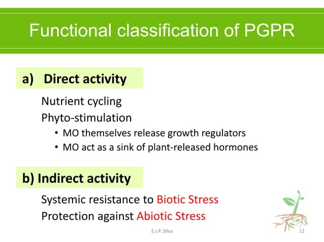 PGPR - Plant Growth Promoting Rhizobacteria | PDF