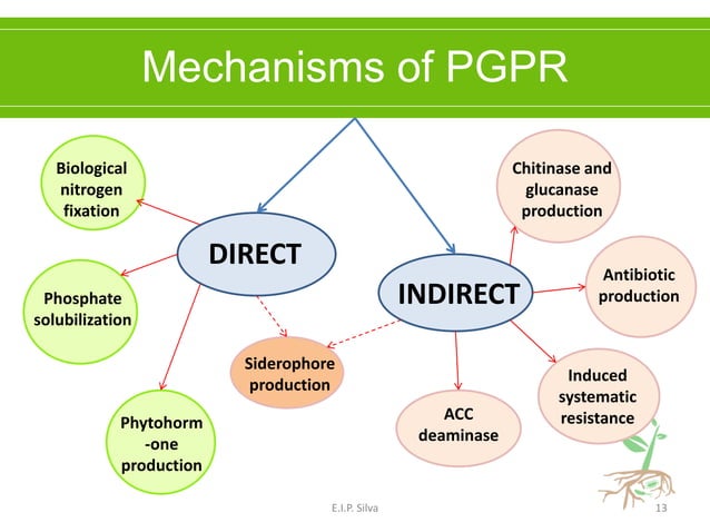 PGPR - Plant Growth Promoting Rhizobacteria | PDF