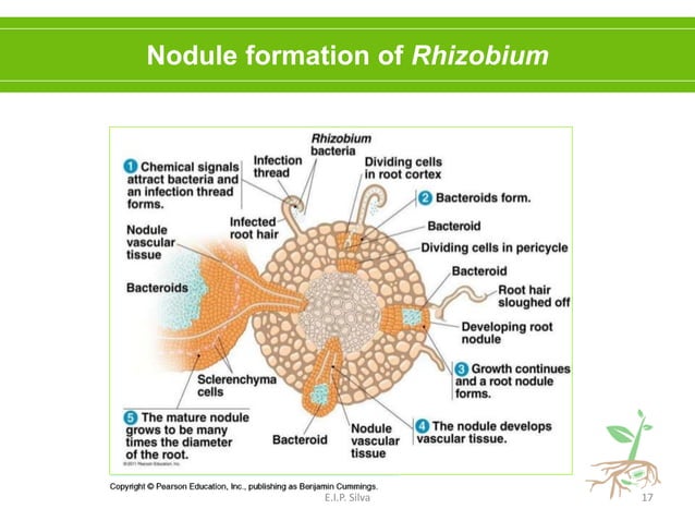 PGPR - Plant Growth Promoting Rhizobacteria | PDF